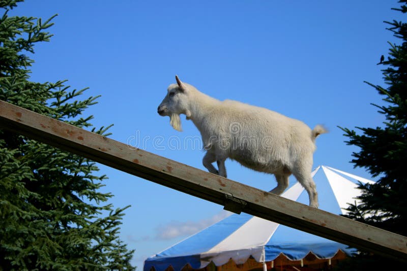 Goat Climbing Ramp Stock Photos - Free & Royalty-Free Stock Photos from ...