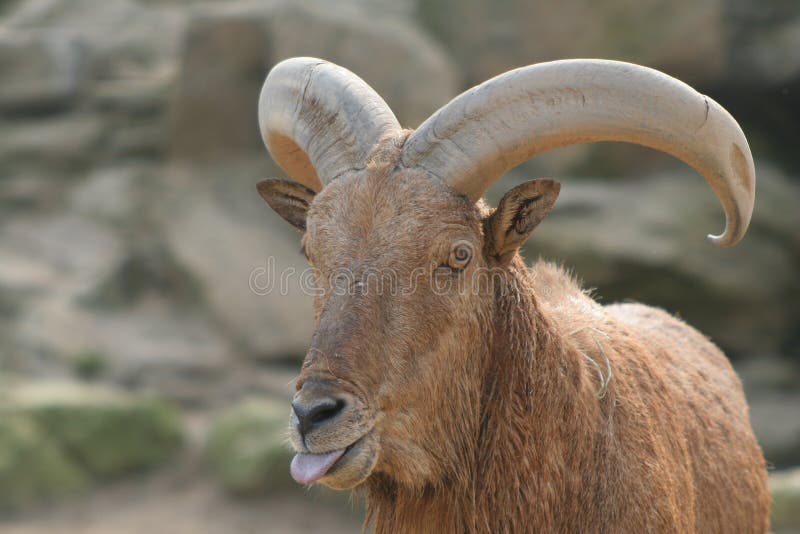 Billy-goat stock photo. Image of wildlife, herbivore, strong - 696426