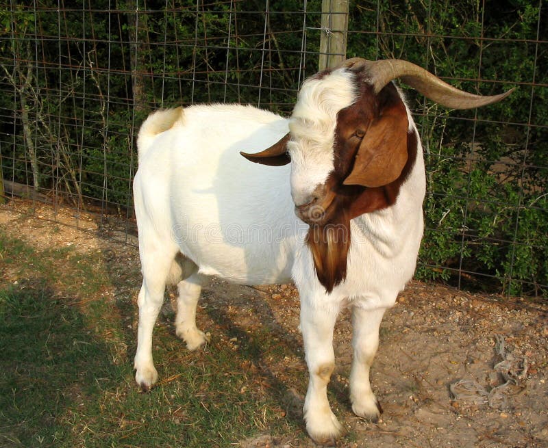 Billy Goat stock image. Image of animal, rural, livestock - 908485