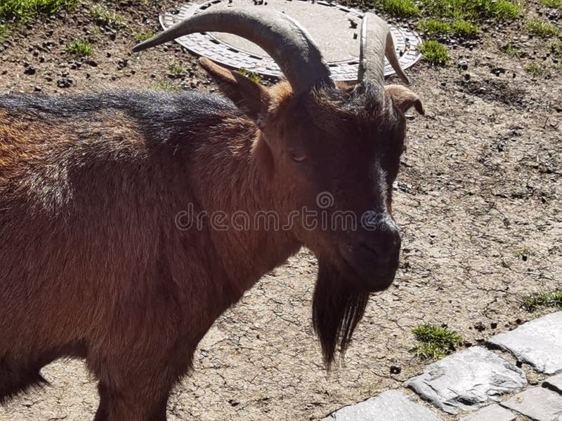 A Billy Goat in the Amusement Park in Cologne Stock Photo - Image of ...