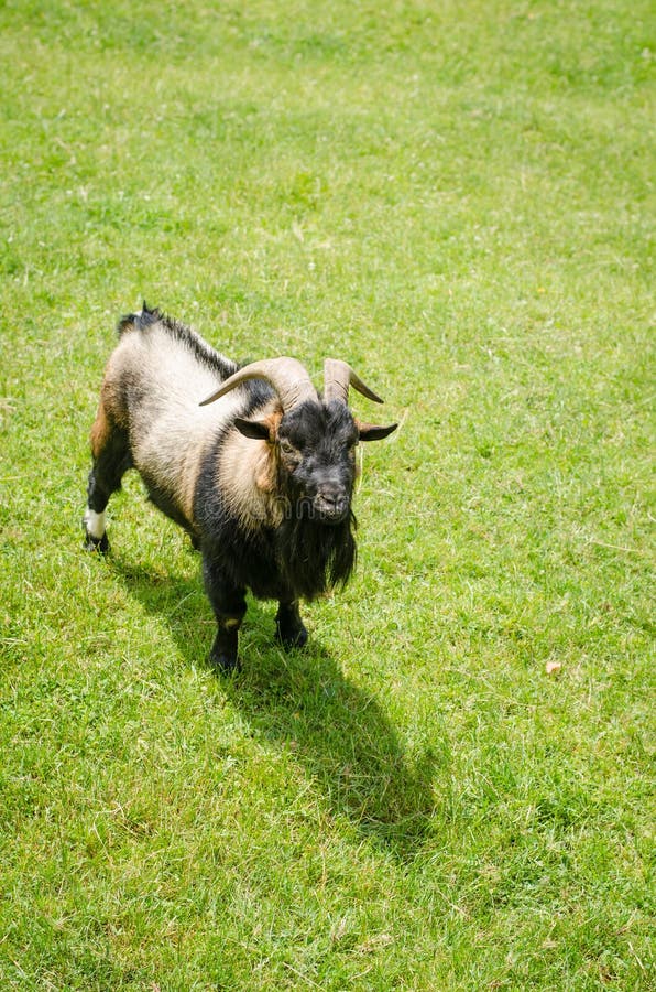 Billy-goat animal stock image. Image of nature, wildlife - 88937789