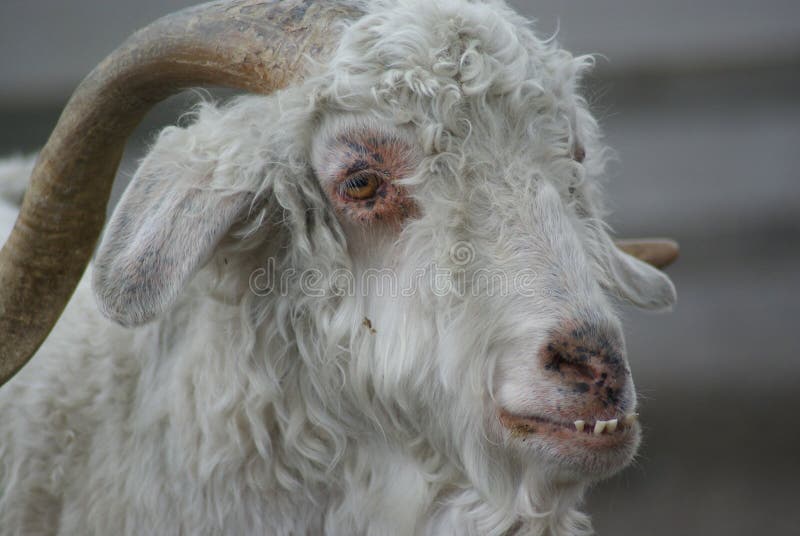 Billy Goat stock photo. Image of billie, goat, buck - 174468002