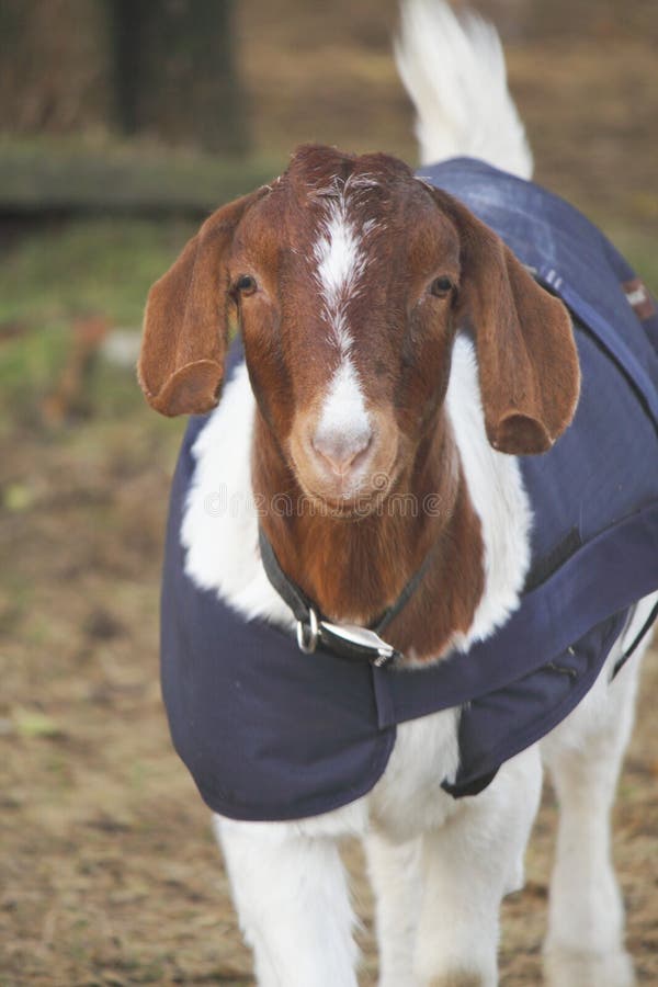 Billy Goat with Body Wrap or Comforter Stock Image - Image of goat ...