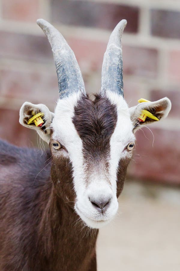Closeup of Billy Goats Walking in Field in Warm Retro Look Stock Image ...