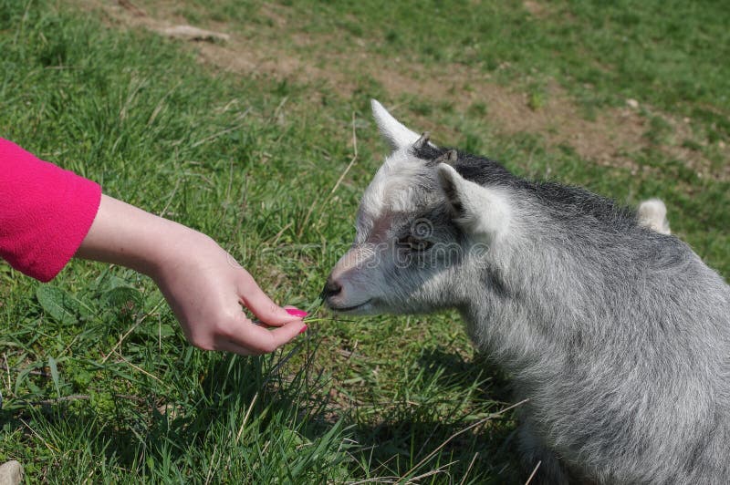 Billy goat stock photo. Image of billy, hand, nails, babyanimals - 90603572