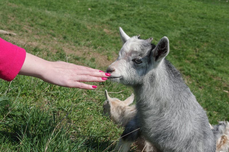 Billy goat stock photo. Image of nails, goat, baby, eating - 90604352