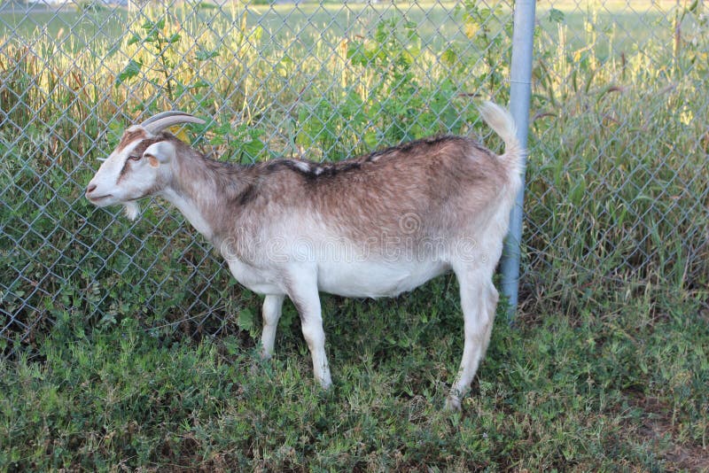 Small Billy Goats Climbing a Tree Stock Photo - Image of cute, spread ...