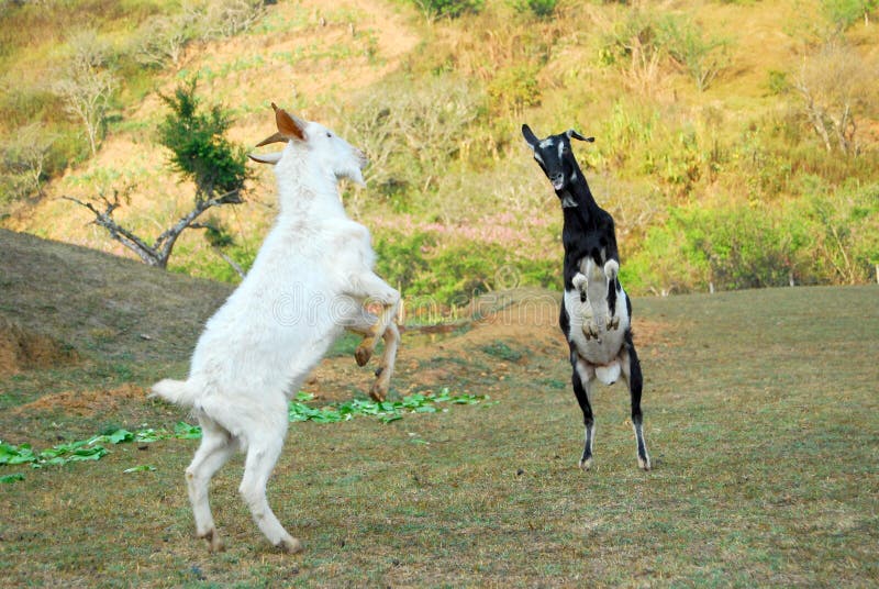 Goat fight stock image. Image of blue, strong, head, fauna - 7988635