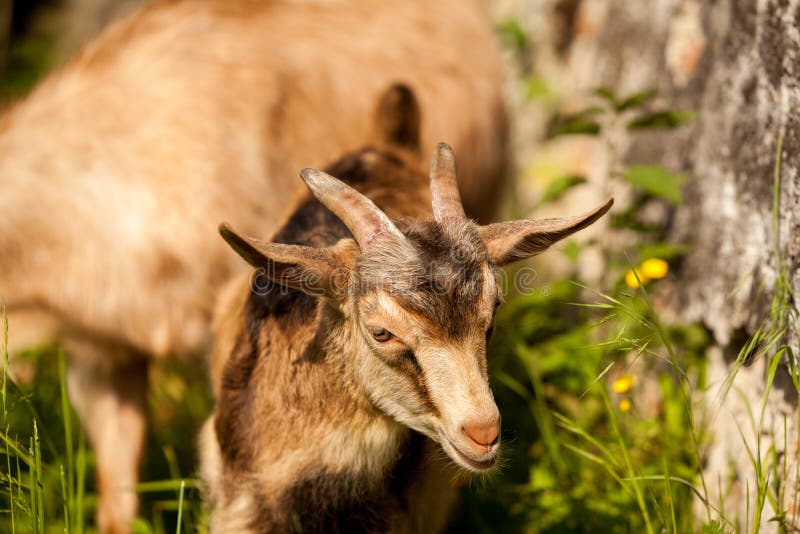 Billy goat stock photo. Image of meat, eating, green - 41976120