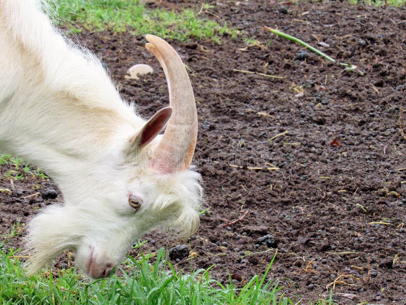 Billy Goat stock image. Image of goatee, hircus, eating - 74879293