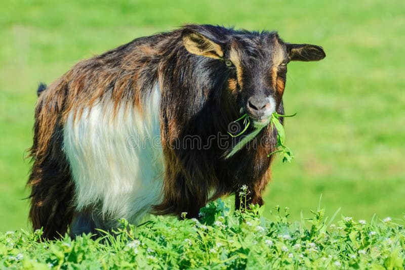 A Billy Goat stock image. Image of cleft, toed, domestic - 62690395
