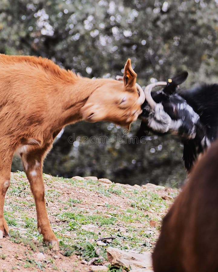 Billy Goat Kids Playing Fight, Goats Bumping Heads Stock Image - Image ...