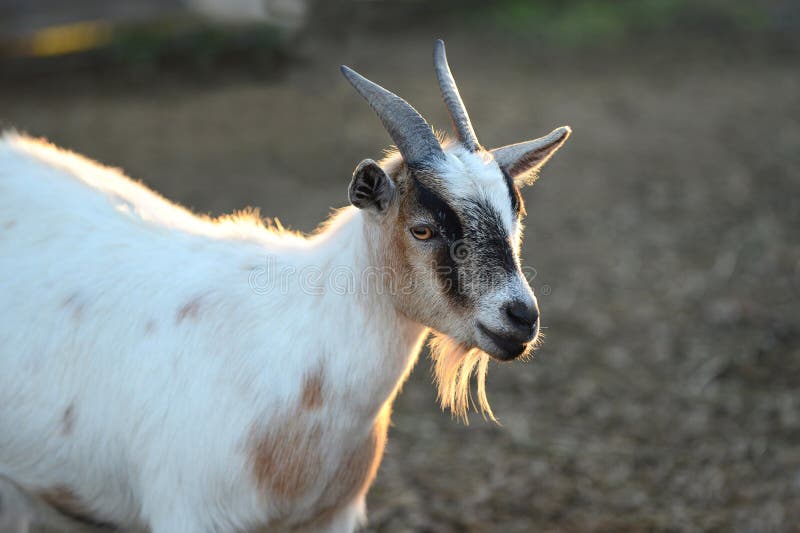 Billy Goat Looking stock image. Image of peering, mammal - 59912089