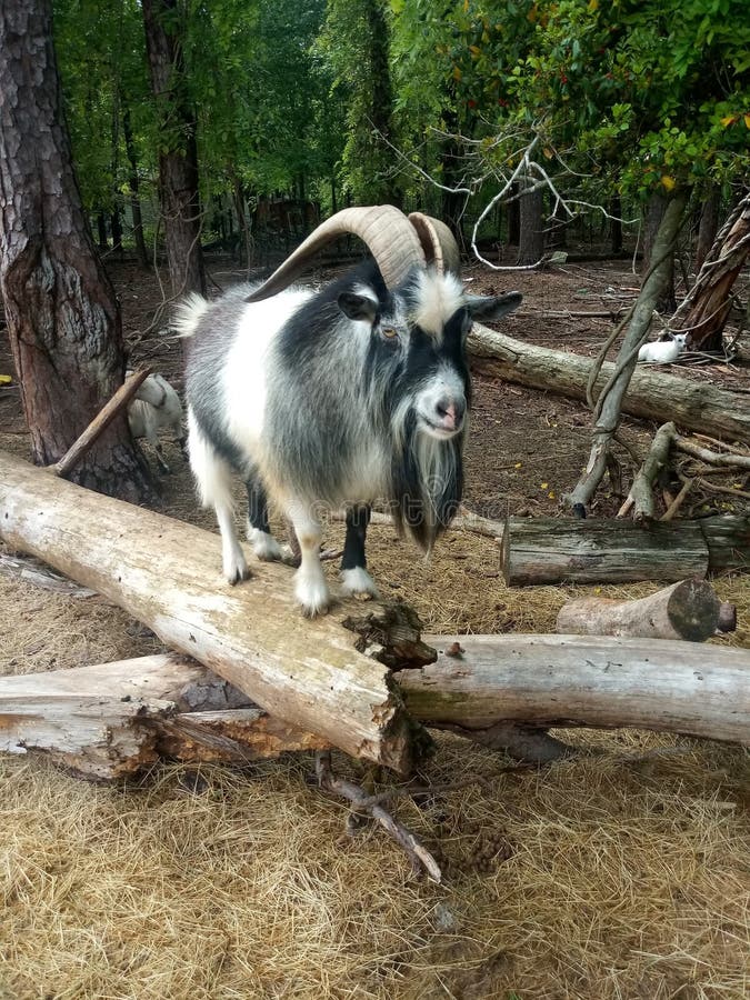 Billy Goat on Bohol Island stock photo. Image of domestic - 5107022