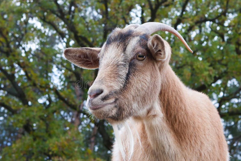 Billy Goat Portrait stock photo. Image of livestock, furry - 38883752