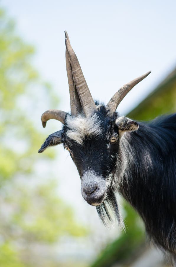 Billy goat stock photo. Image of outdoor, majestic, guard - 54362354