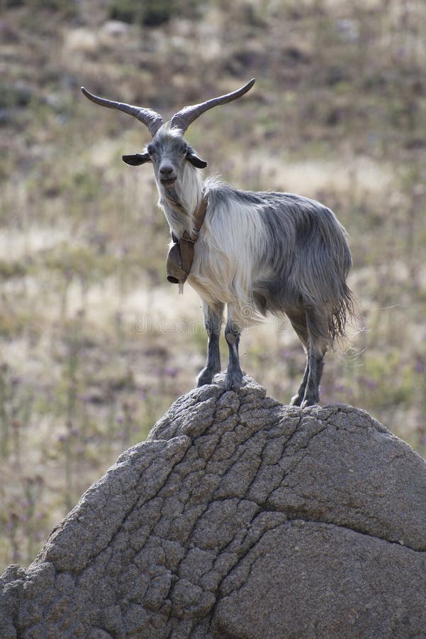 Billy goat stock image. Image of climber, goat, billy - 76880563