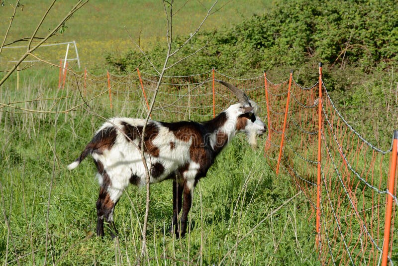 A Billy Goat Stands in the Grass on the Pasture by the Fence Stock ...