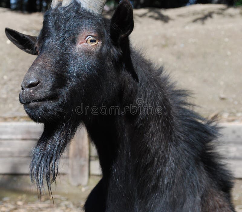 Goat Staredown Stock Photos - Free & Royalty-Free Stock Photos from ...