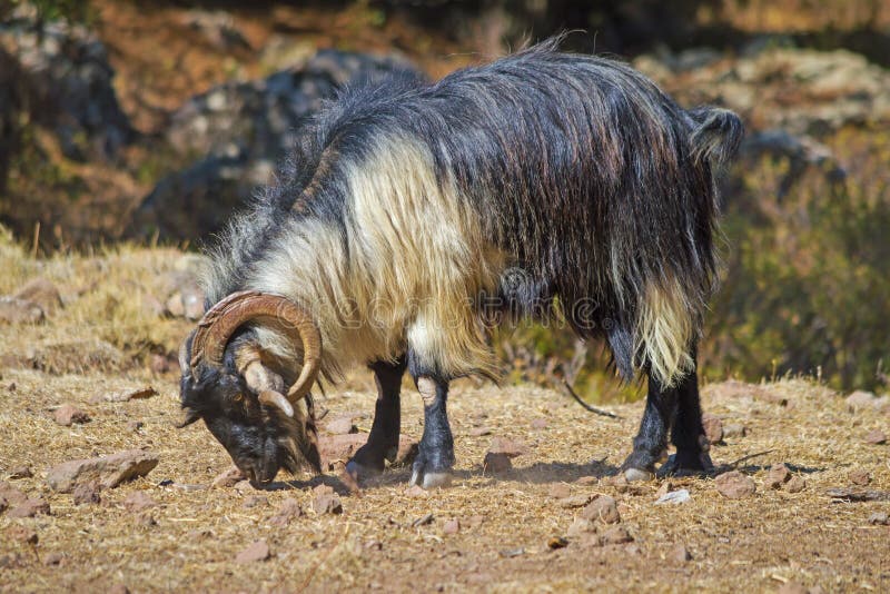 Billy-goat stock image. Image of animals, brown, billy - 76147455