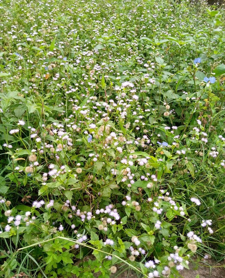 Billy Goat Weed in Full Bloom Stock Image - Image of bloom, garden ...