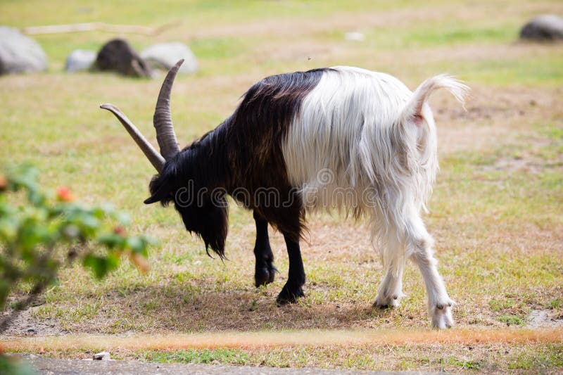 Billy Goat on the Wild National Park Stock Photo - Image of farm, goat ...
