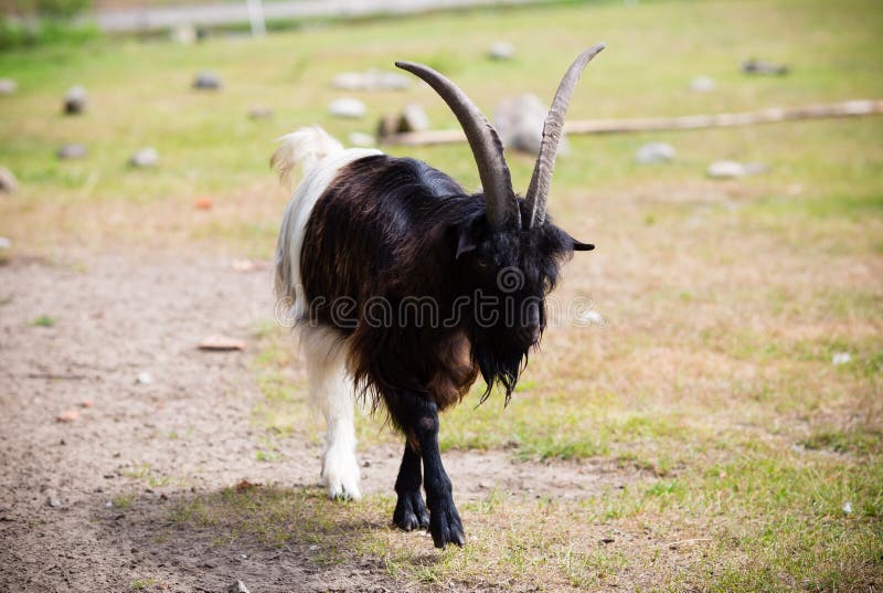 125 Bearded Billy Goat Stock Photos - Free & Royalty-Free Stock Photos ...