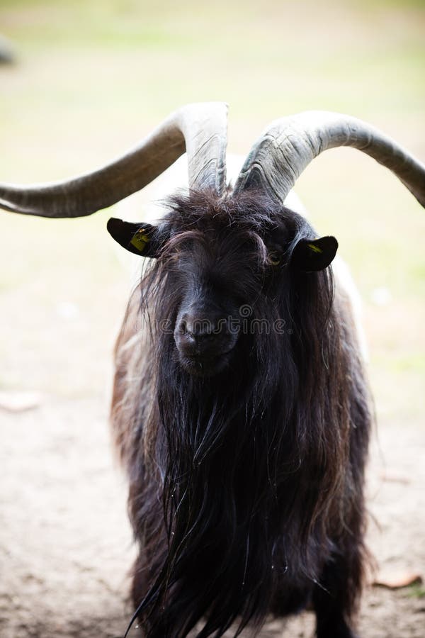 Billy Goat on the Wild National Park. Stock Image - Image of cute ...