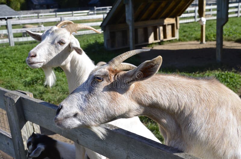 Billy Goats Si Appoggia Il Recinto Immagine Stock - Immagine di animale ...