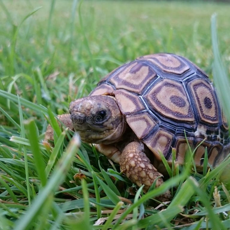 Billy stock image. Image of animal, billy, cute, grass - 76802323