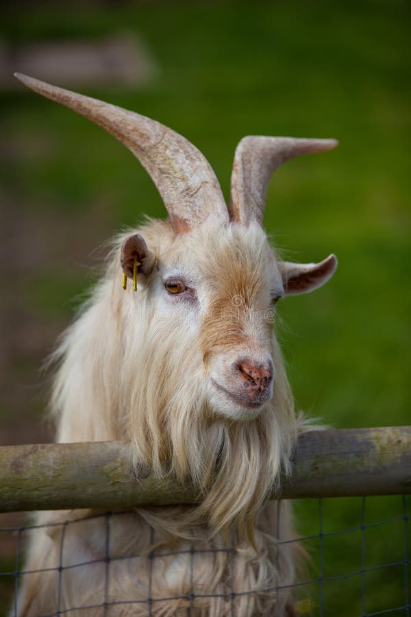 Männliche Ziege stockbild. Bild von säugetier, gekurvt - 31445367