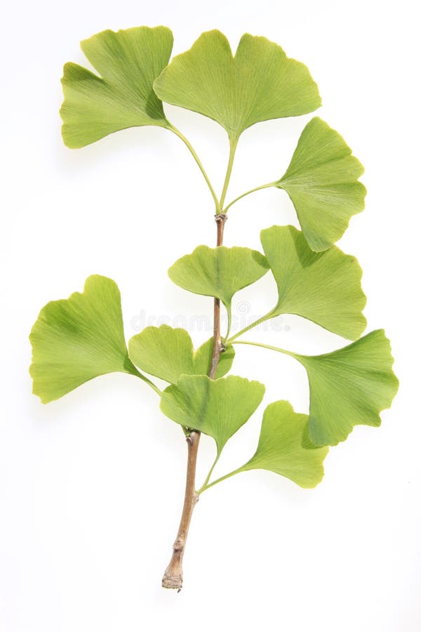 Ramita Con Hojas De Ginkgo Biloba Aisladas En Un Fondo Blanco Foto de ... Ramita Con Hojas De Ginkgo Biloba Aisladas En Un Fondo Blanco Foto de ...
