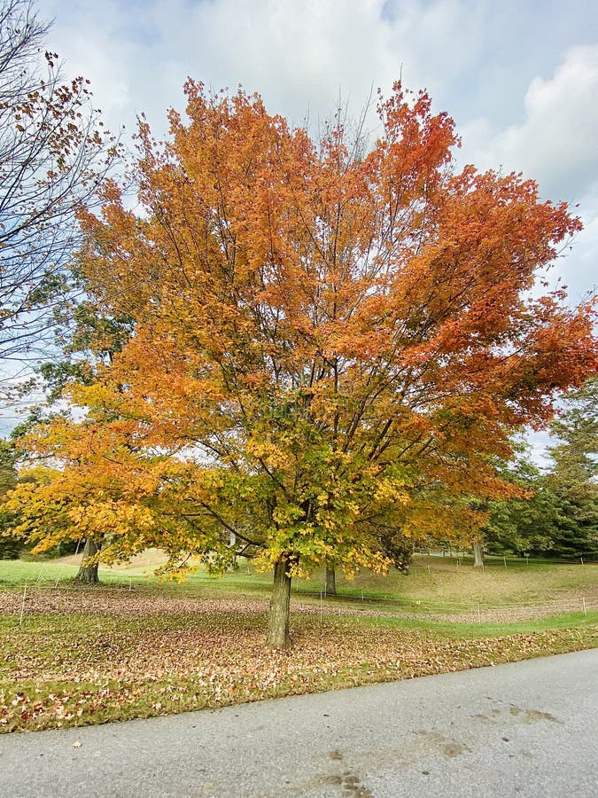 Biltmore Grounds in the Autumn Stock Photo - Image of north, deciduous ...