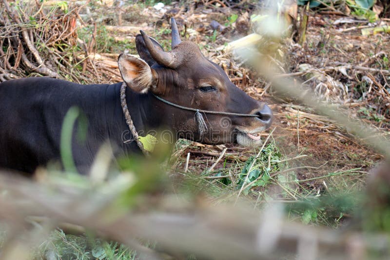 Bima cow in the yard stock image. Image of land, animal - 391333581