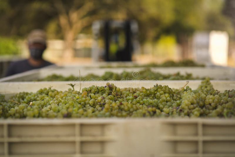 Chardonnay Grapes Awaiting Processing in Bins Stock Image - Image of ...