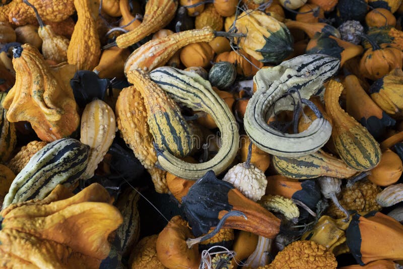 Assorted Gourds stock image. Image of autumn, season - 21255903