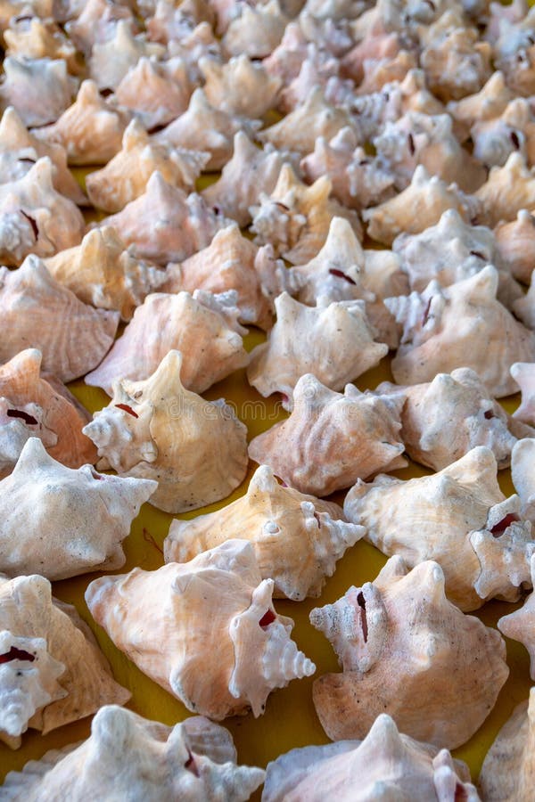 Bin Full of Conch Shells for Sale Stock Image - Image of florida ...