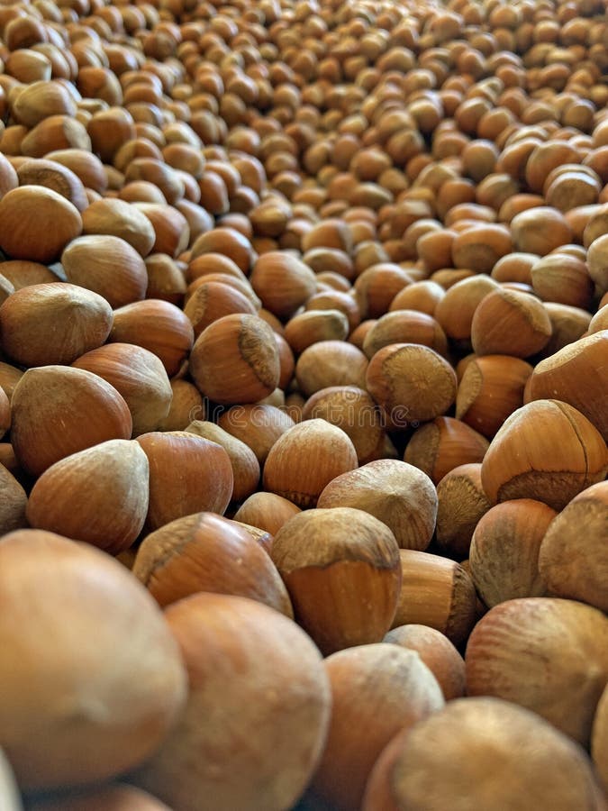 Bin of Hazelnuts stock image. Image of filberts, oregon - 259754577