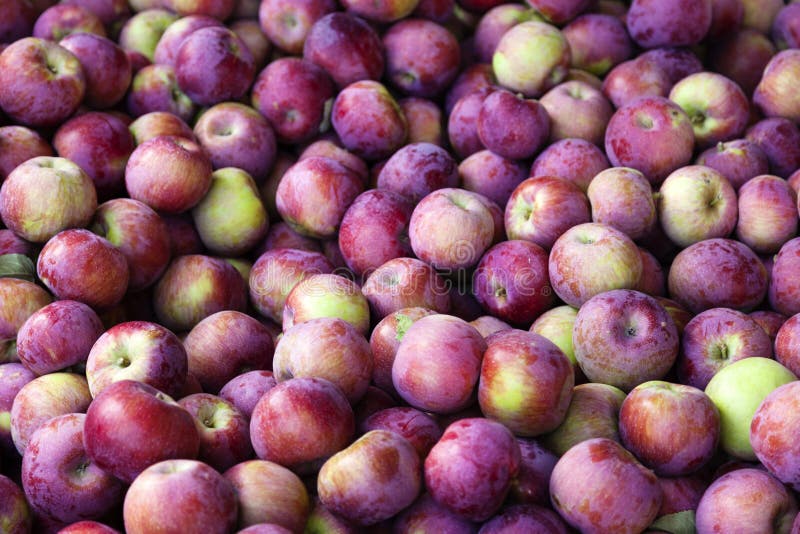 Bin of Red Apples after Fall Harvest Stock Photo - Image of agriculture ...