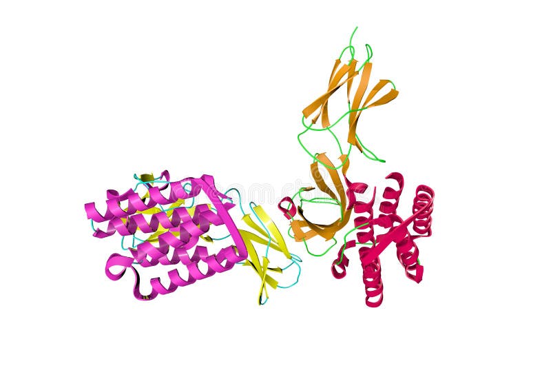Binary Complex between Interferon Alpha-2 (IFNA2), a Protein Produced ...