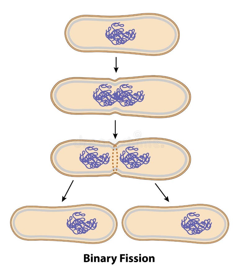 Binary Fission Amoeba Stock Illustrations – 63 Binary Fission Amoeba ... Binary Fission Amoeba Stock Illustrations – 63 Binary Fission Amoeba ...