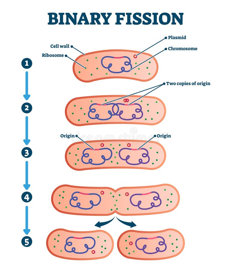 Binary fission in amoeba stock vector. Illustration of cytoplasm ... Binary fission in amoeba stock vector. Illustration of cytoplasm ...