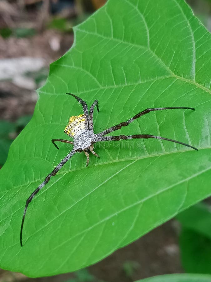 Long legged spider stock photo. Image of flower, dragonfly - 269009086