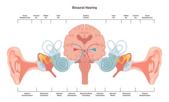 Mechanism Hearing Stock Illustrations – 81 Mechanism Hearing Stock ...