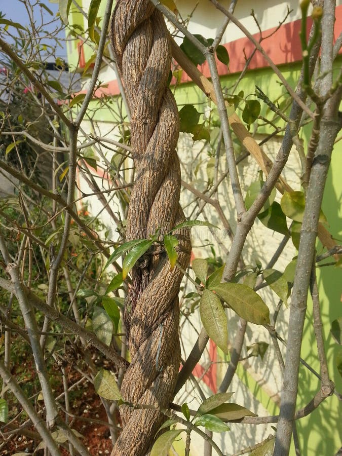 Binding plant stock image. Image of plant, tree, binding - 49689999