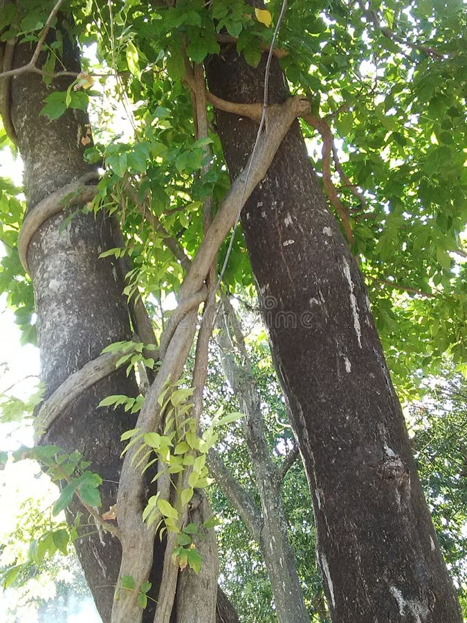 Tree binding stock photo. Image of connection, belts - 26655656