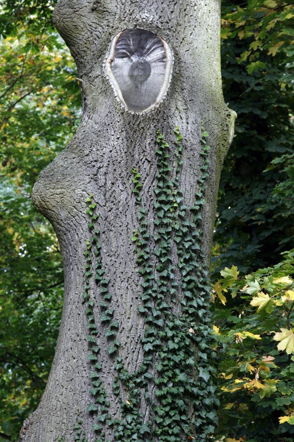 Bindweed stock image. Image of fall, autumn, rush, bindweed - 12741357