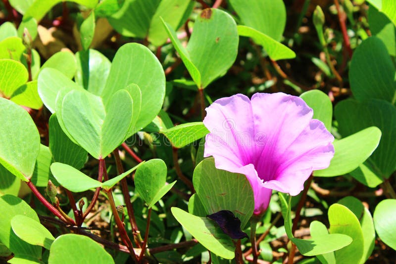 Bindweed closeup stock image. Image of plant, flower - 51353847