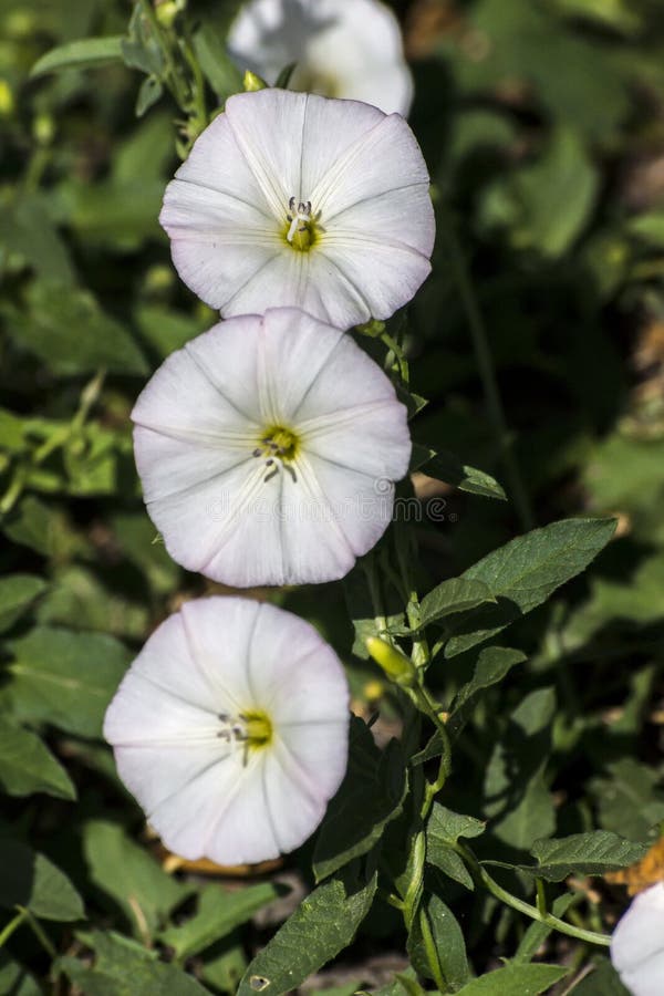 Bindweed Convolvulus Arvensis Stock Image - Image of lawn, botany ...