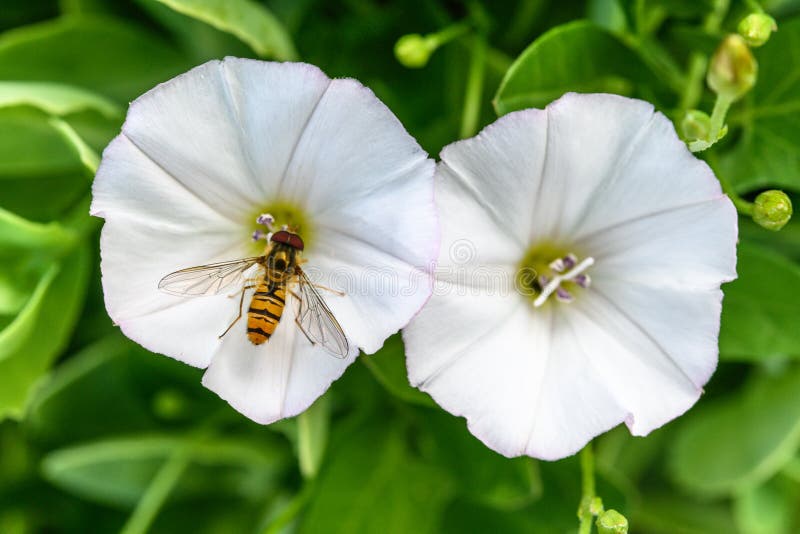Bindweed Flower Blooming in a Garden Stock Photo - Image of beautiful ...